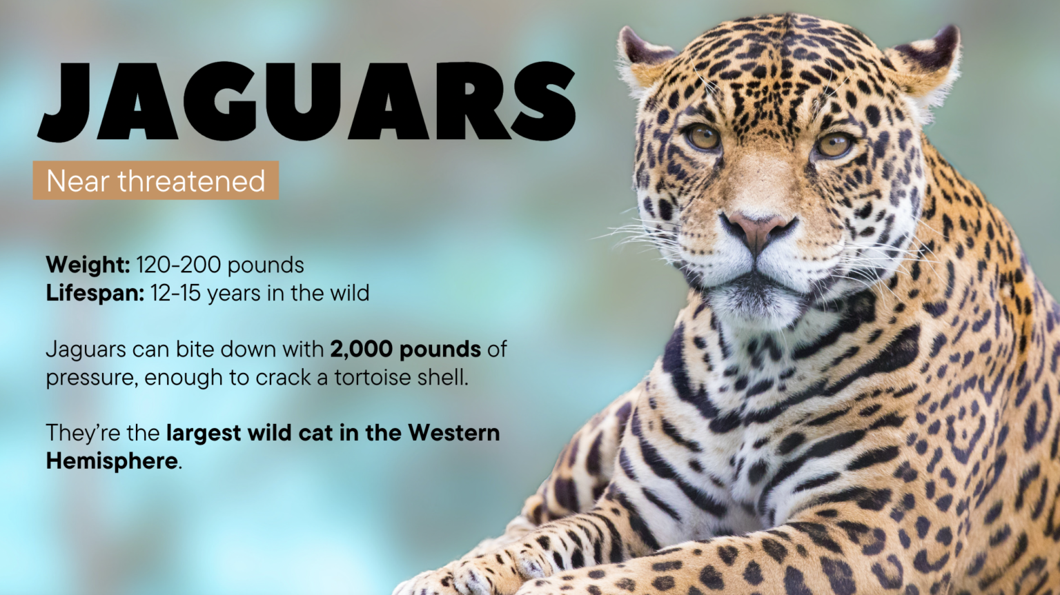 A Visual Guide to Big Cats – Essential Living
