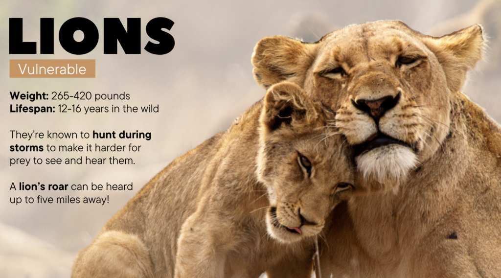 A Visual Guide to Big Cats – Essential Living