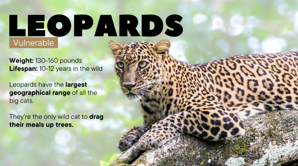 A Visual Guide to Big Cats – Essential Living