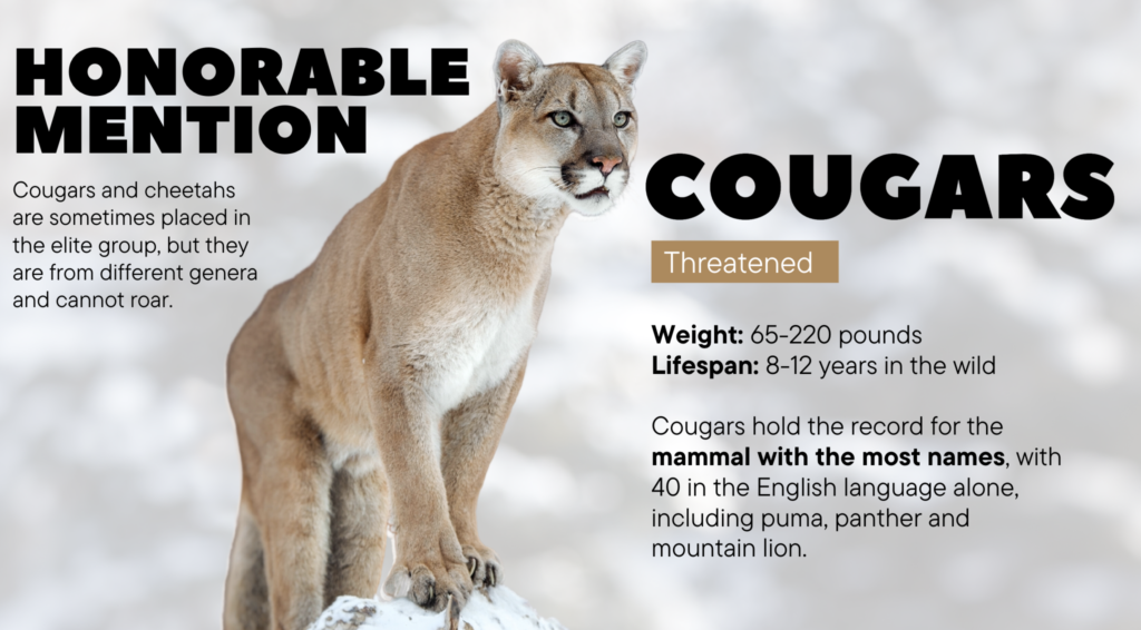 A Visual Guide to Big Cats – Essential Living