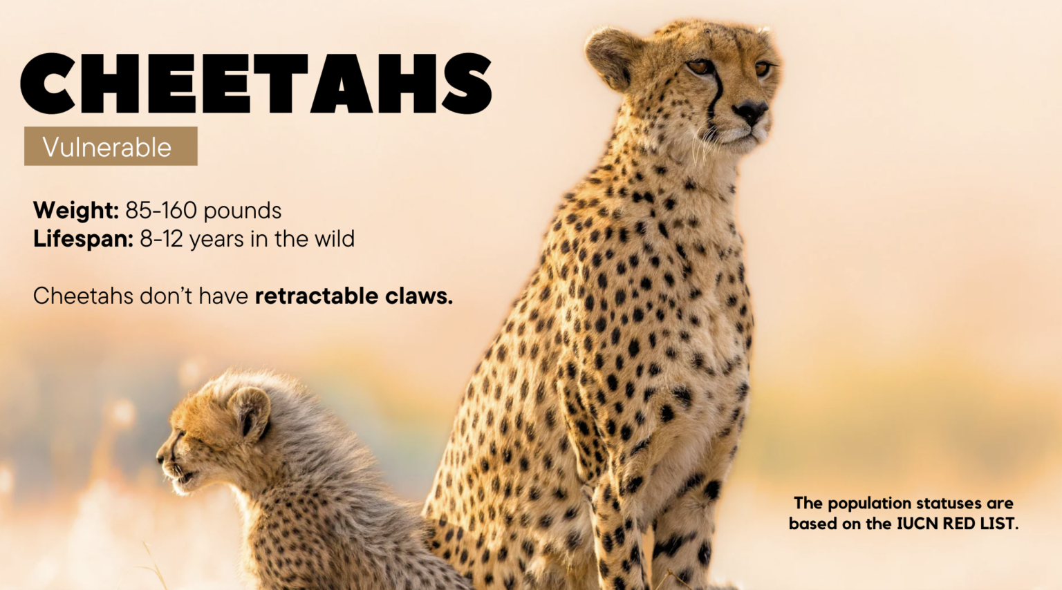 A Visual Guide to Big Cats – Essential Living